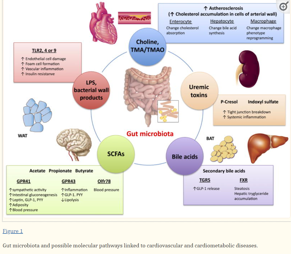 Gut biology's connection to many chronic illnesses | LiveBrew